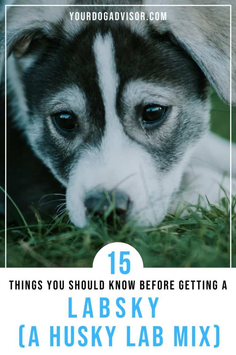 Husky Lab Mix (Labsky) Dog Breed - 15 Things to Know | Your Dog Advisor