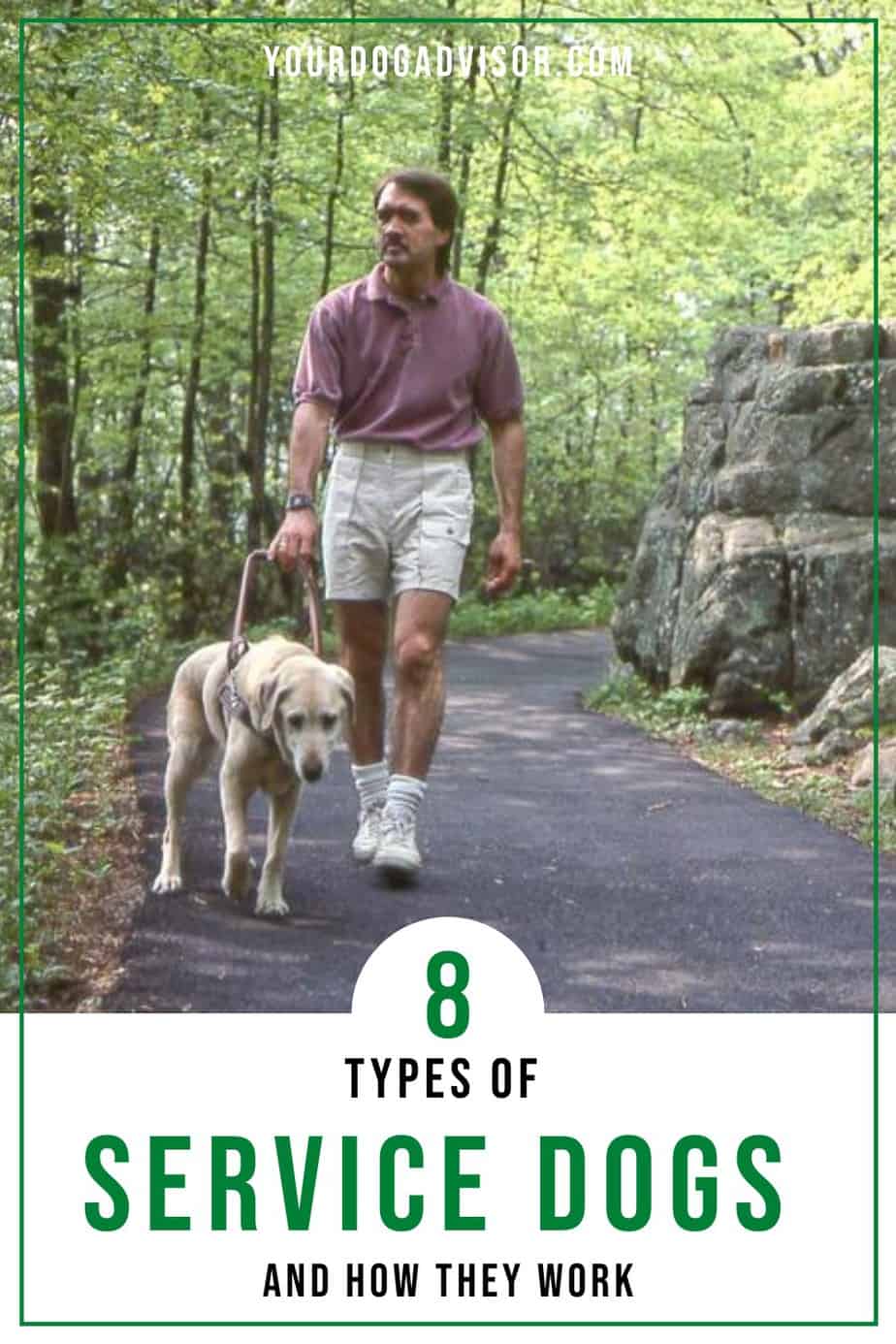 8 Types Of Service Dogs And How They Work | Your Dog Advisor