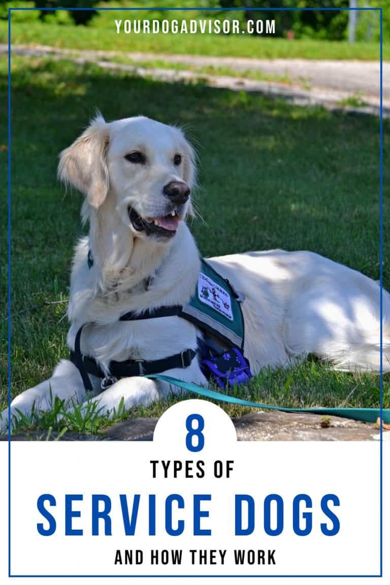 8 Types Of Service Dogs And How They Work | Your Dog Advisor