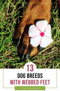 13 Dogs with Webbed Feet that Will Swim into Your Heart | Your Dog Advisor