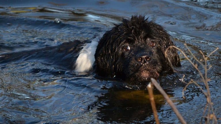 13 Dogs with Webbed Feet that Will Swim into Your Heart | Your Dog Advisor
