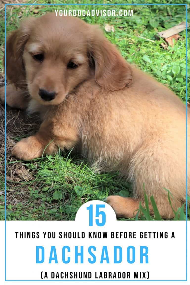 Dachsador Dog Breed: 15 Dachshund Lab Mix Things to Know | Your Dog Advisor