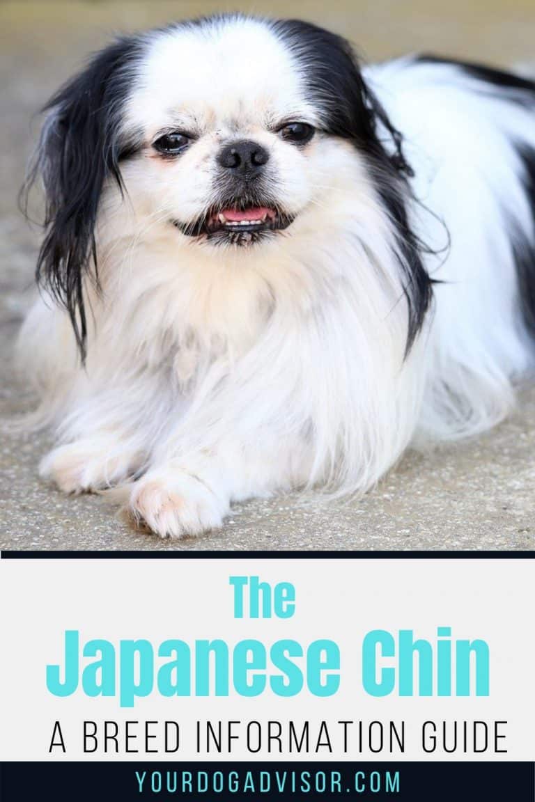 The Japanese Chin - Your Ultimate Breed Information Guide | Your Dog ...