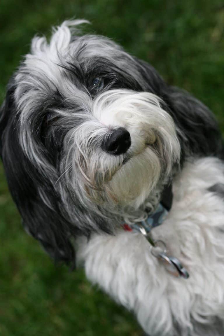 Bordoodle Dog Breed Info - 15 Things to Know (Border Collie Poodle Mix ...
