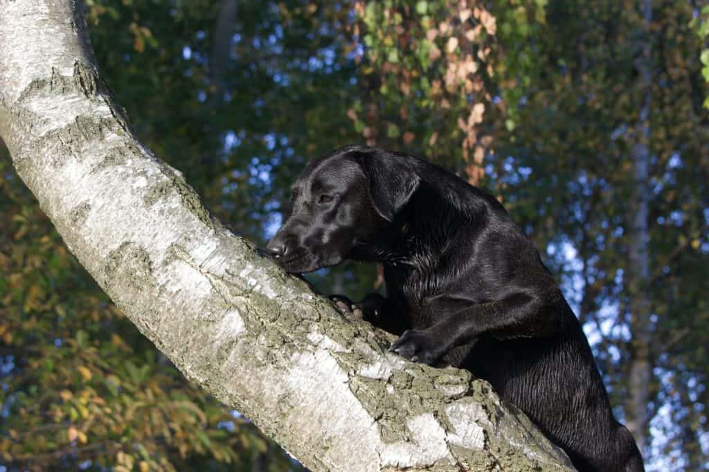 Dachsador Dog Breed: 15 Dachshund Lab Mix Things to Know | Your Dog Advisor