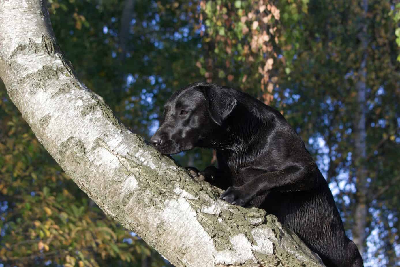 Dachsador Dog Breed: 15 Dachshund Lab Mix Things to Know | Your Dog Advisor