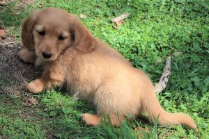 Dachsador Dog Breed: 15 Dachshund Lab Mix Things to Know | Your Dog Advisor