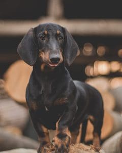 Dachsador Dog Breed: 15 Dachshund Lab Mix Things to Know | Your Dog Advisor
