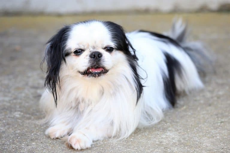 The Japanese Chin - Your Ultimate Breed Information Guide | Your Dog ...