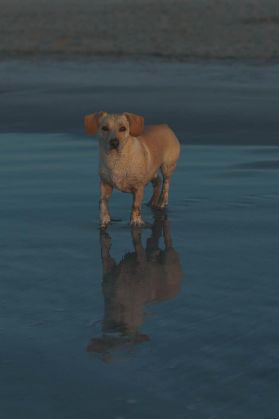 Dachsador Dog Breed: 15 Dachshund Lab Mix Things to Know | Your Dog Advisor