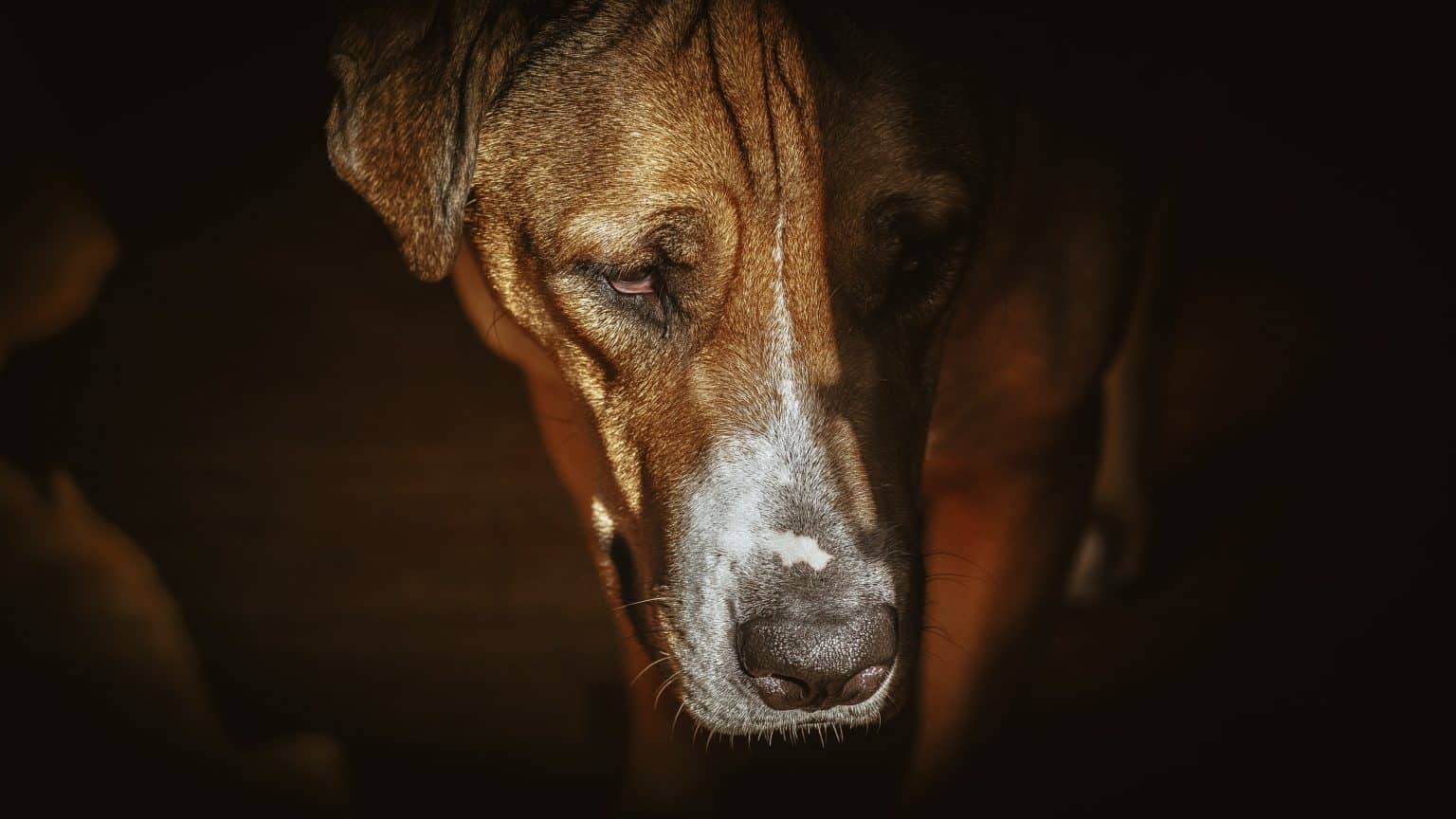 The Mountain Cur - Your Ultimate Breed Information Guide | Your Dog Advisor