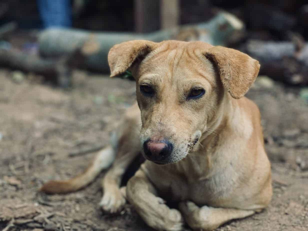 Dachsador Dog Breed: 15 Dachshund Lab Mix Things to Know | Your Dog Advisor