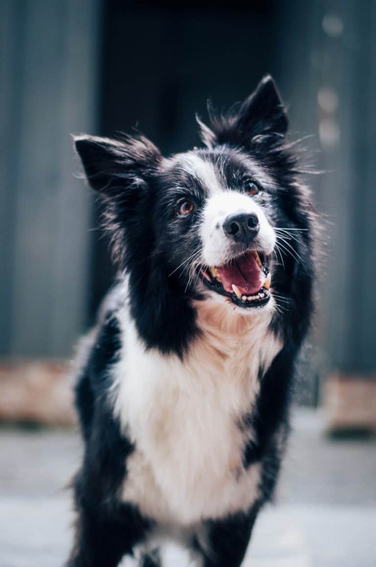 Bordoodle Dog Breed Info - 15 Things to Know (Border Collie Poodle Mix ...