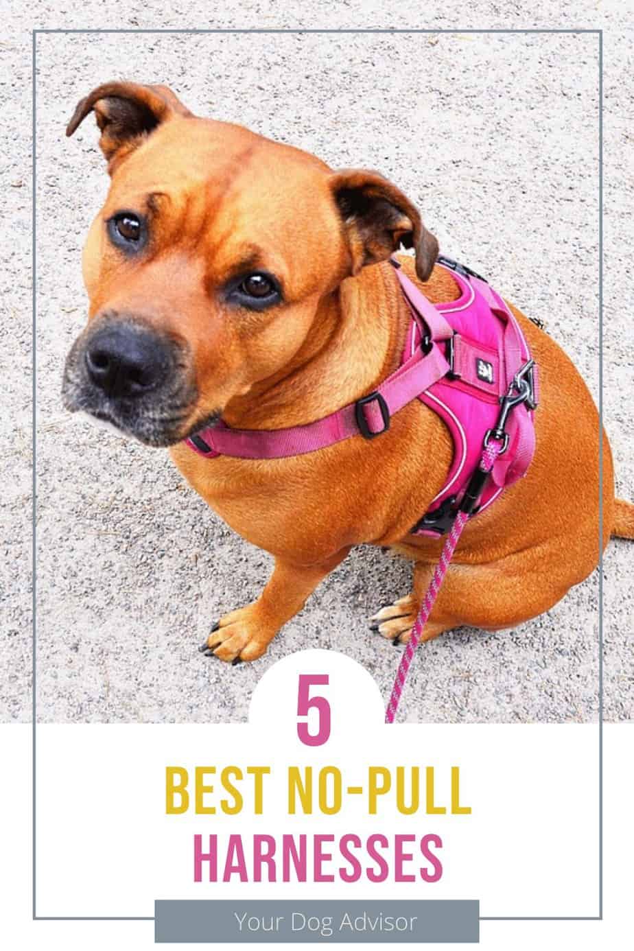 The Best No-Pull Harness for Your Dog | Your Dog Advisor