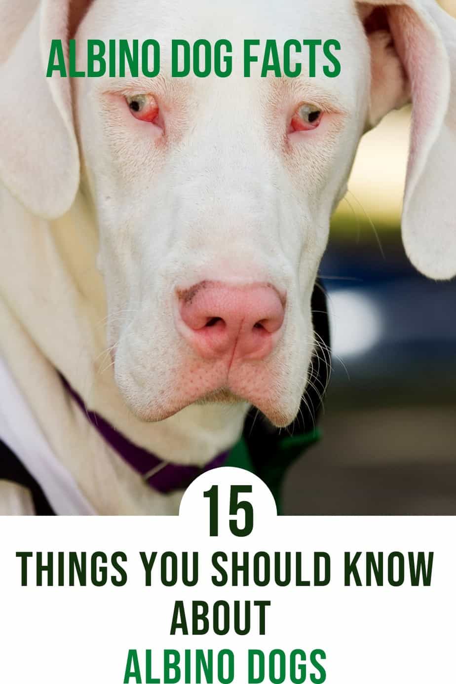 Albino Dog Guide - 15 Things to Know About Albino Dogs | Your Dog Advisor