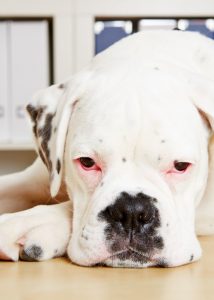 Albino Dog Guide - 15 Things to Know About Albino Dogs | Your Dog Advisor