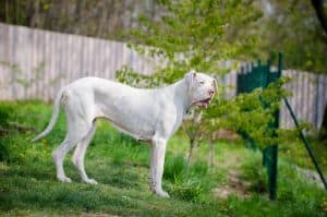 Albino Dog Guide - 15 Things to Know About Albino Dogs | Your Dog Advisor