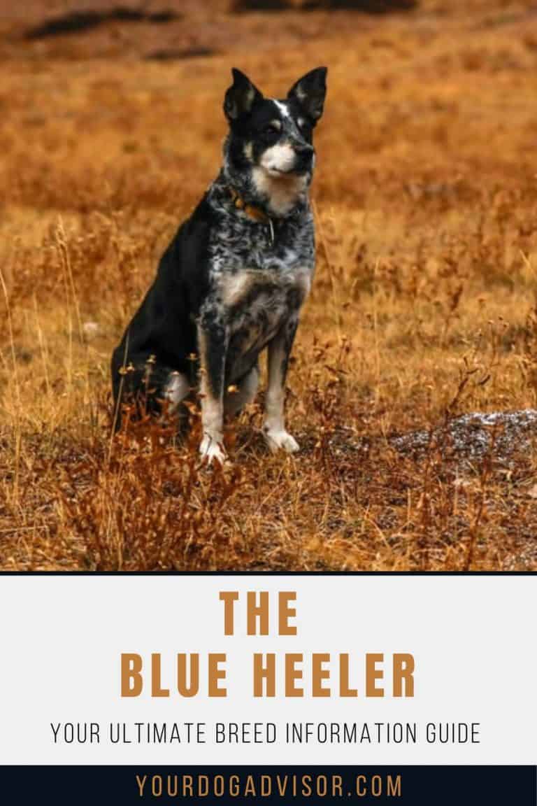 The Blue Heeler - Your Ultimate Breed Information Guide | Your Dog Advisor