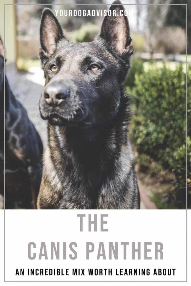 The Canis Panther - An Incredible Mix Worth Learning About | Your Dog ...