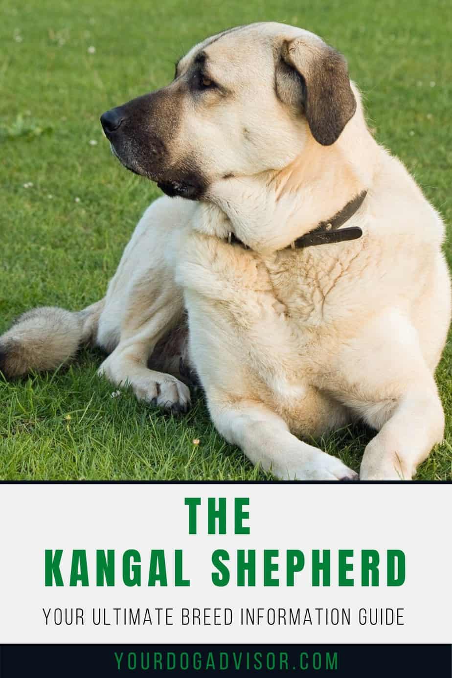 The Kangal Shepherd - Your Ultimate Breed Information Guide | Your Dog ...