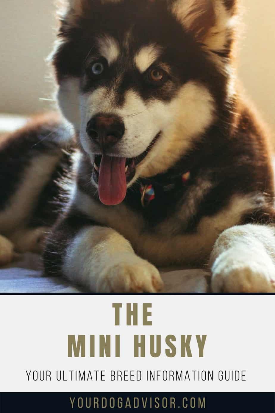 The Mini Husky - Your Ultimate Breed Information Guide | Your Dog Advisor