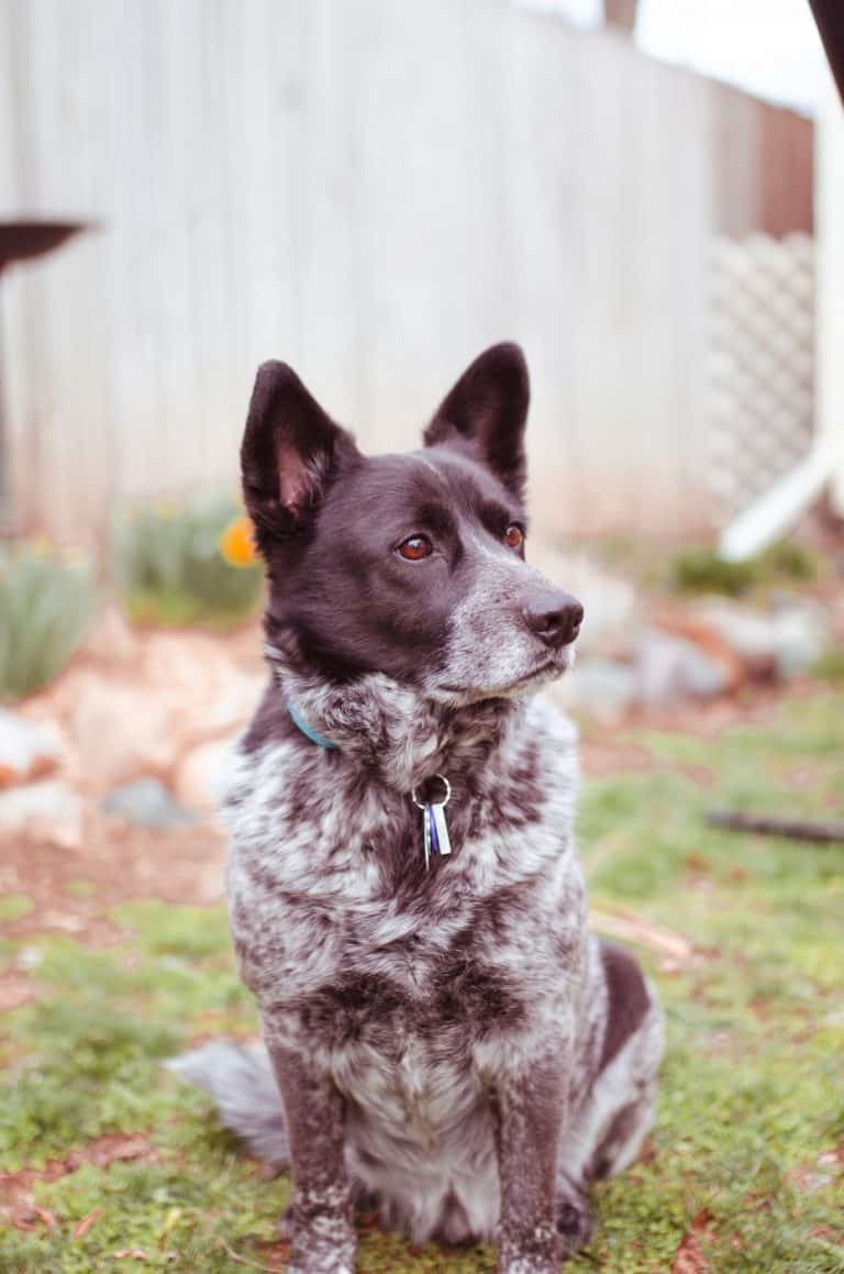 The Blue Heeler - Your Ultimate Breed Information Guide | Your Dog Advisor