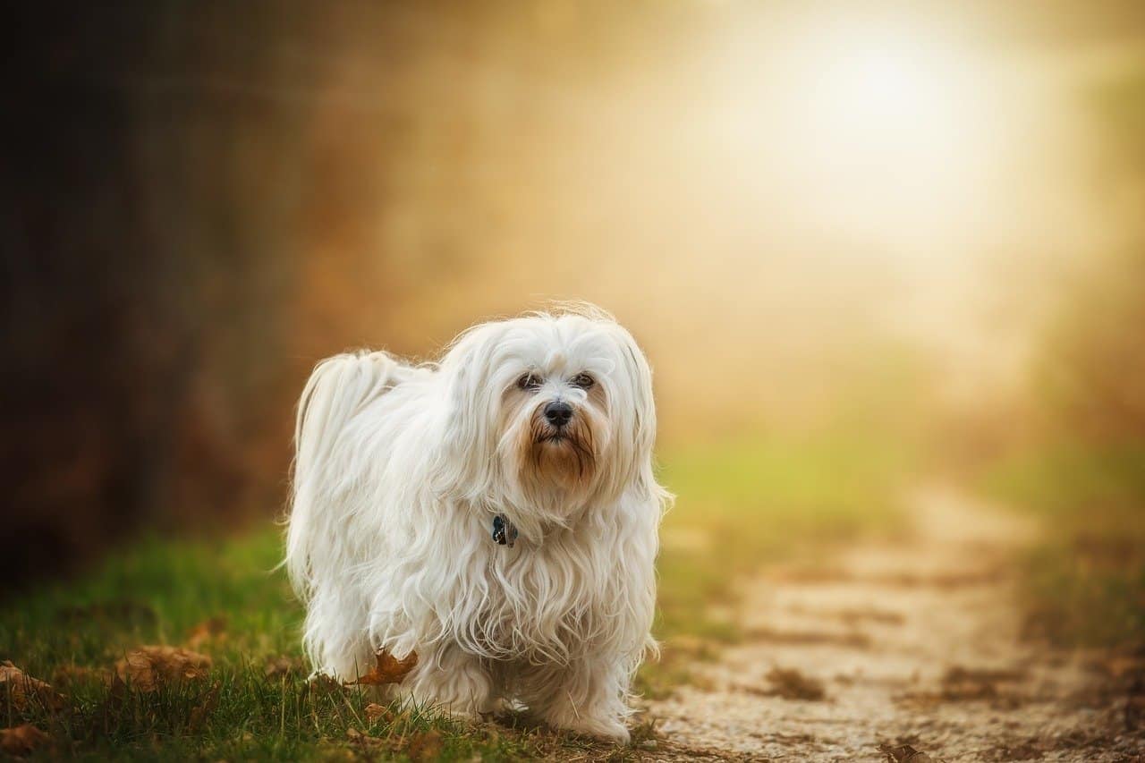 15 White Dogs We Are Totally Obsessed With | Your Dog Advisor