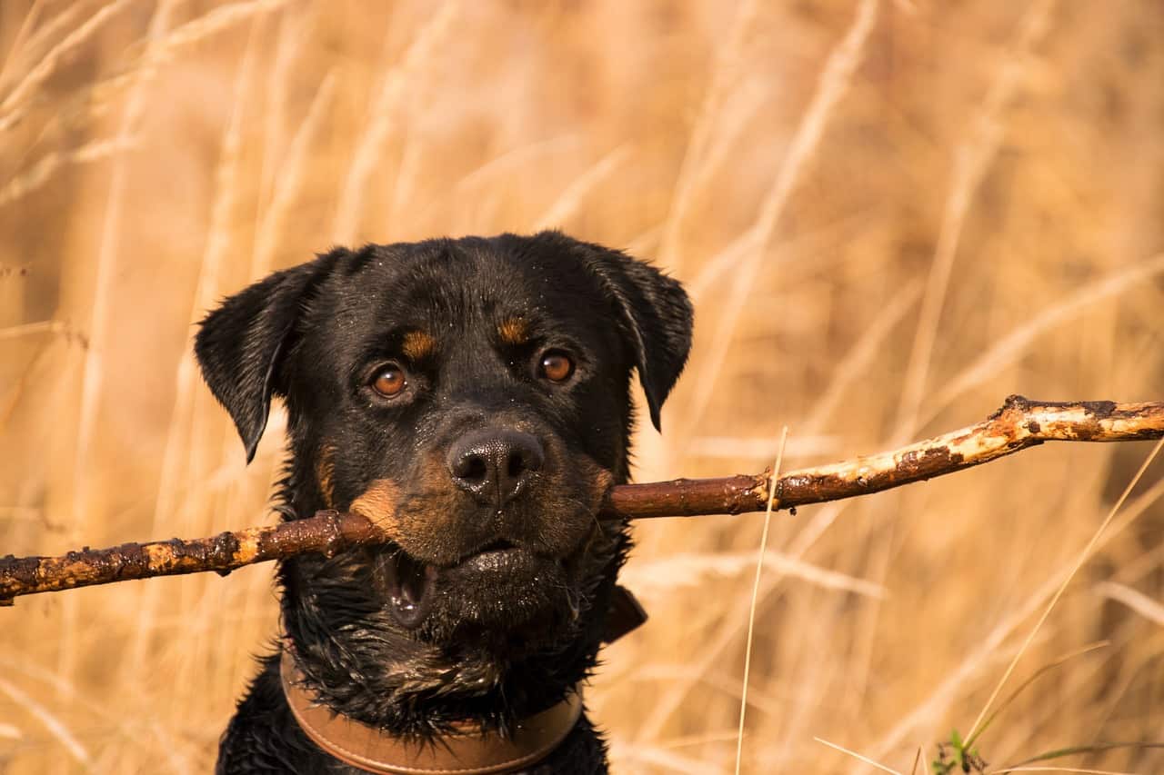 Rattador (Rottweiler Lab Mix) Dog Breed Information - 15 Things to Know ...