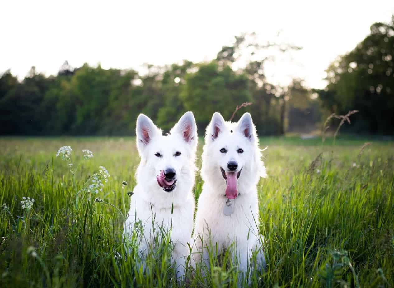 15 White Dogs We Are Totally Obsessed With | Your Dog Advisor