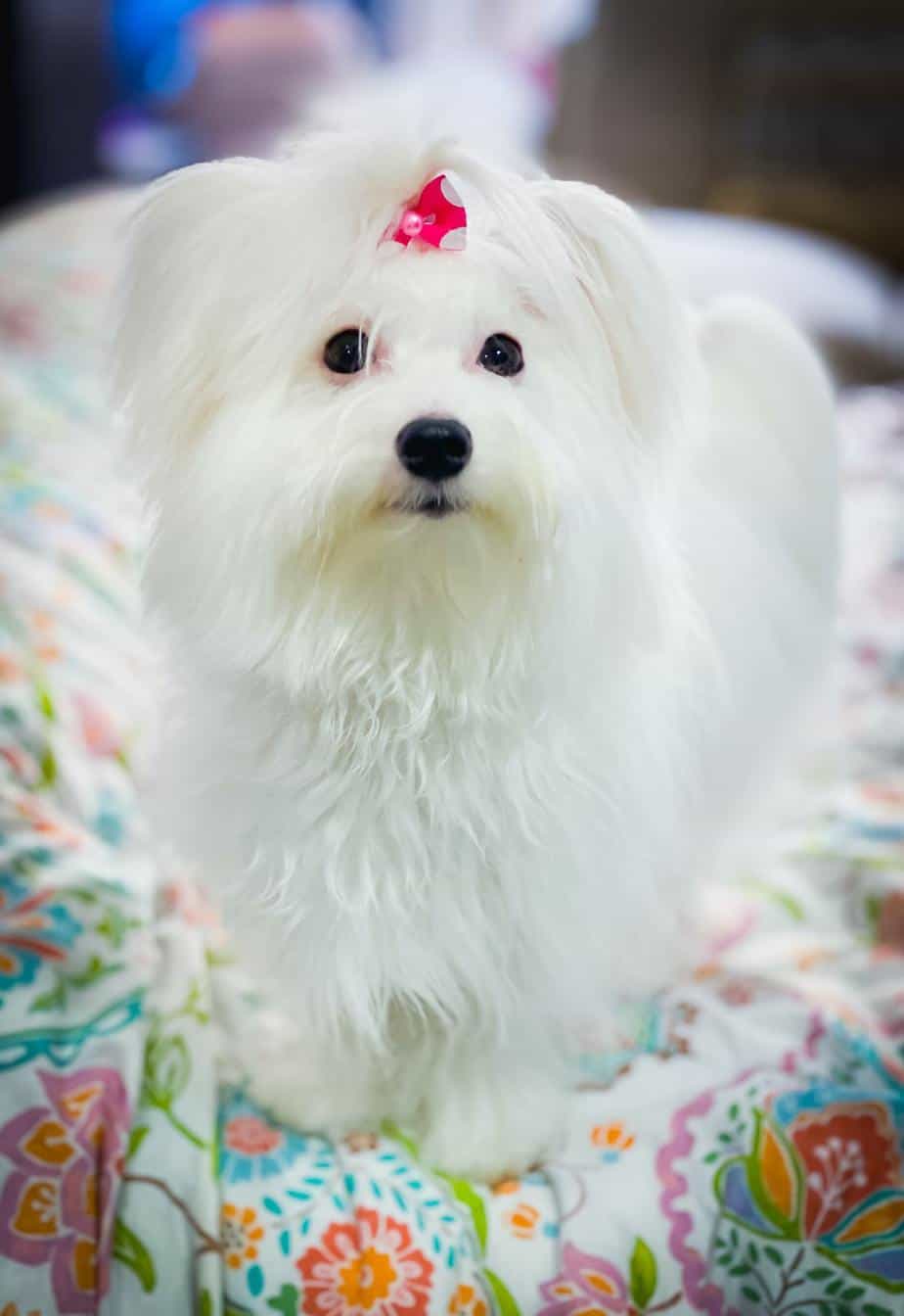 15 White Dogs We Are Totally Obsessed With | Your Dog Advisor