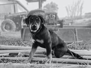 Rattador (Rottweiler Lab Mix) Dog Breed Information - 15 Things to Know ...