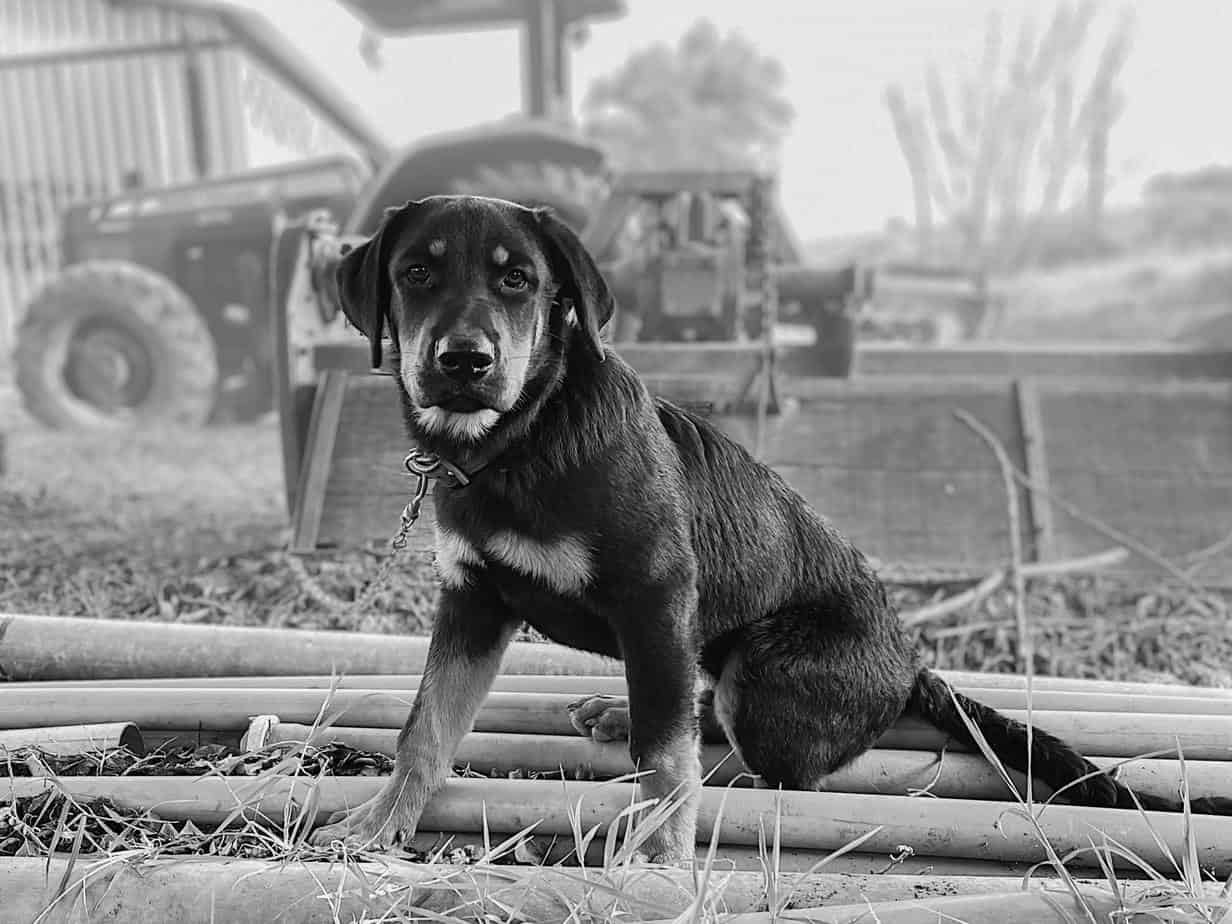 Rattador (Rottweiler Lab Mix) Dog Breed Information - 15 Things to Know ...