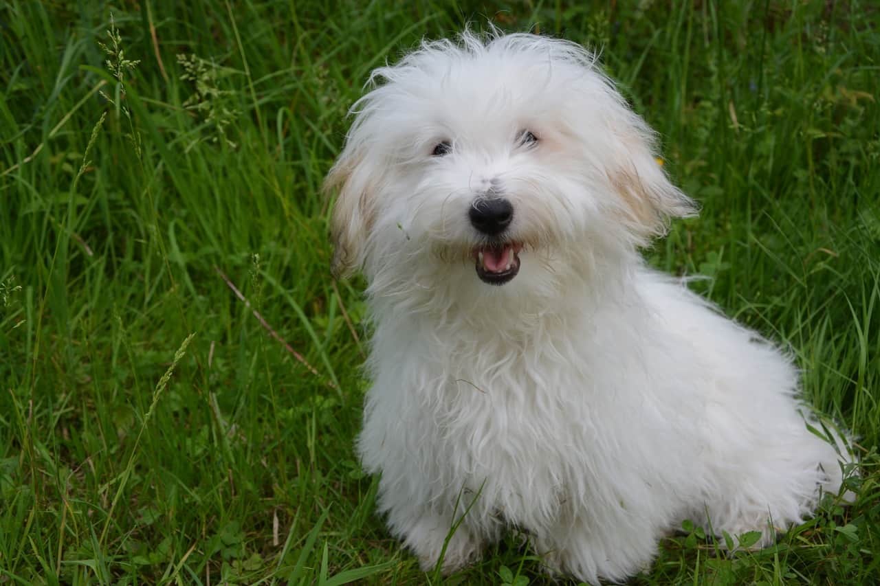 15 White Dogs We Are Totally Obsessed With | Your Dog Advisor