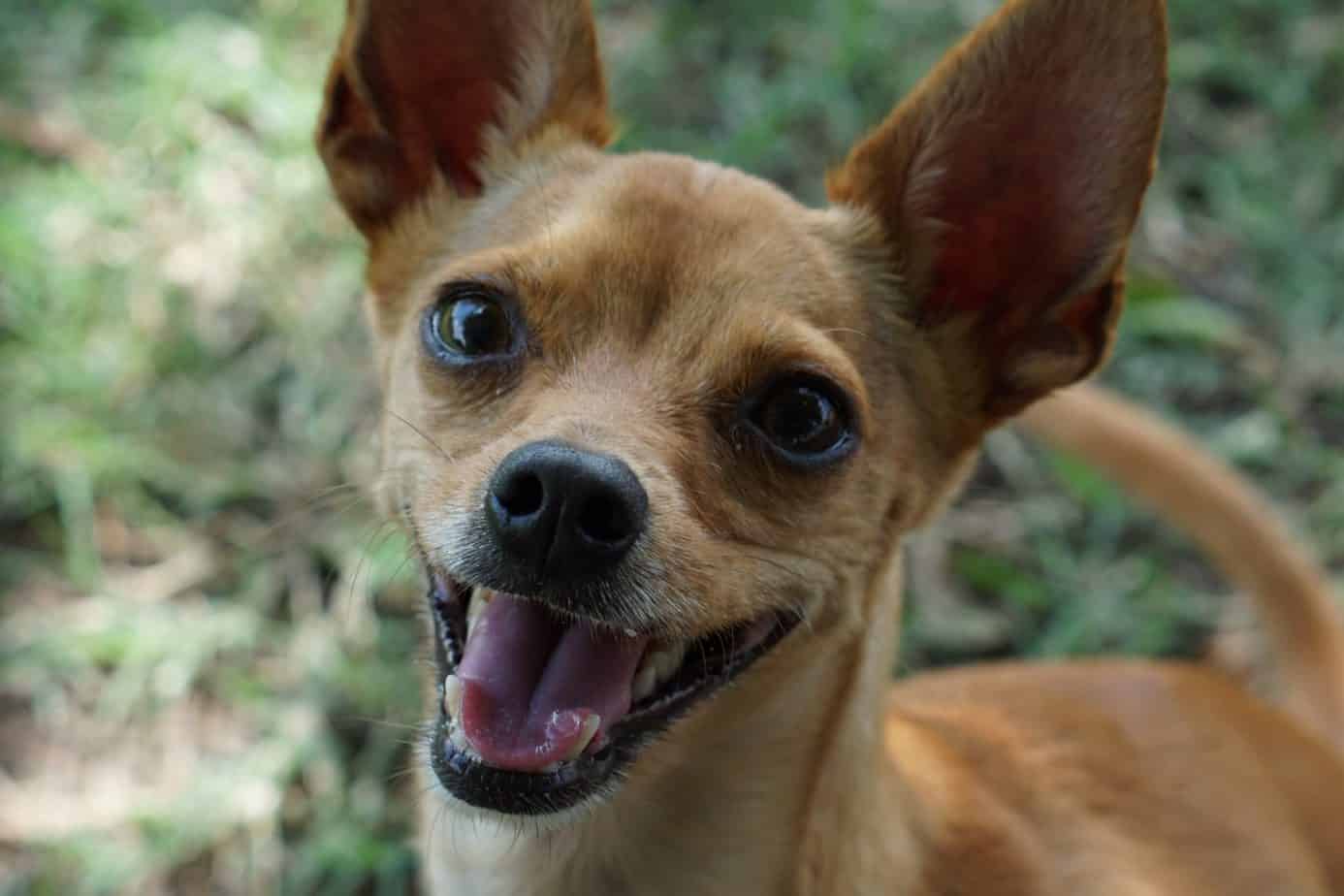 Deer Head Chihuahua Breed Information: 15 Facts | Your Dog Advisor