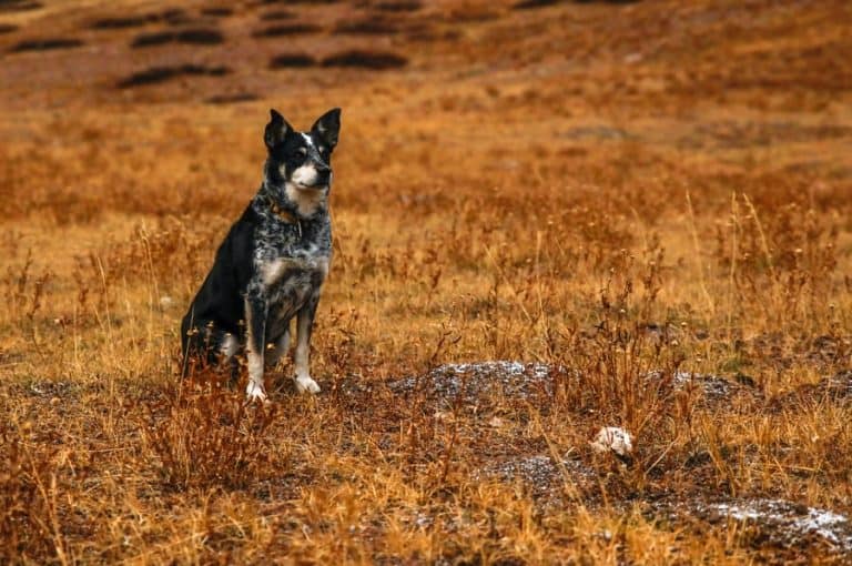 The Blue Heeler - Your Ultimate Breed Information Guide | Your Dog Advisor