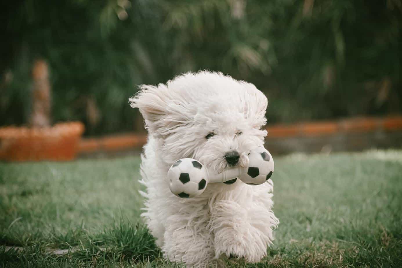 15 White Dogs We Are Totally Obsessed With | Your Dog Advisor