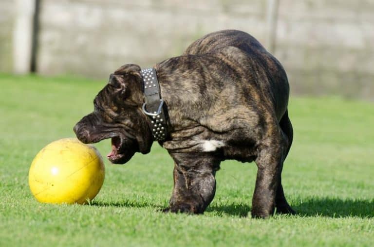 The Persa Canario - Your Ultimate Breed Information Guide | Your Dog ...