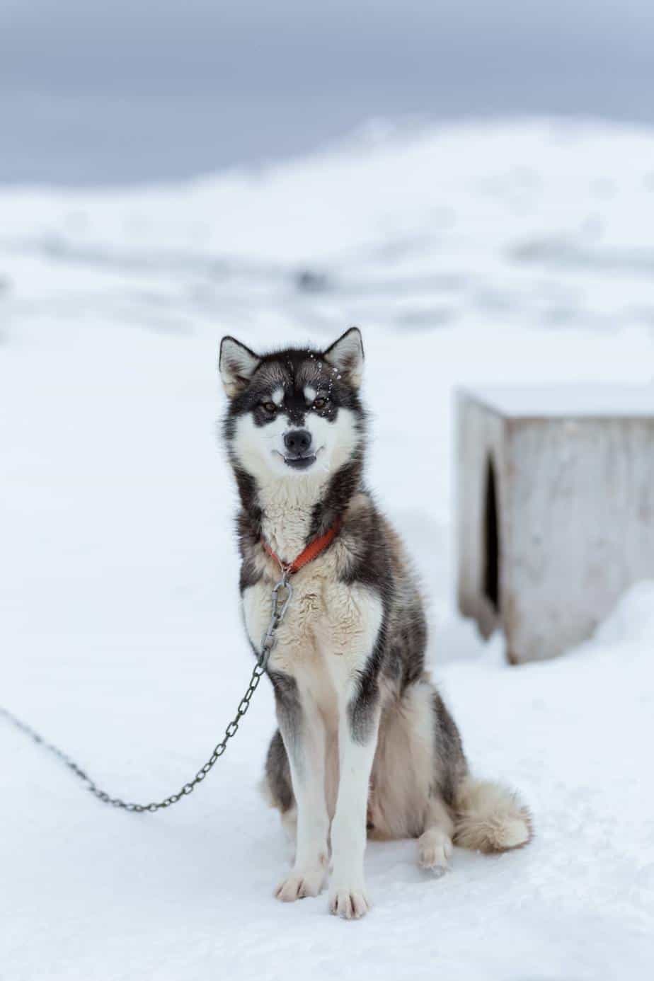 The Alaskan Husky - Your Ultimate Breed Information Guide | Your Dog ...