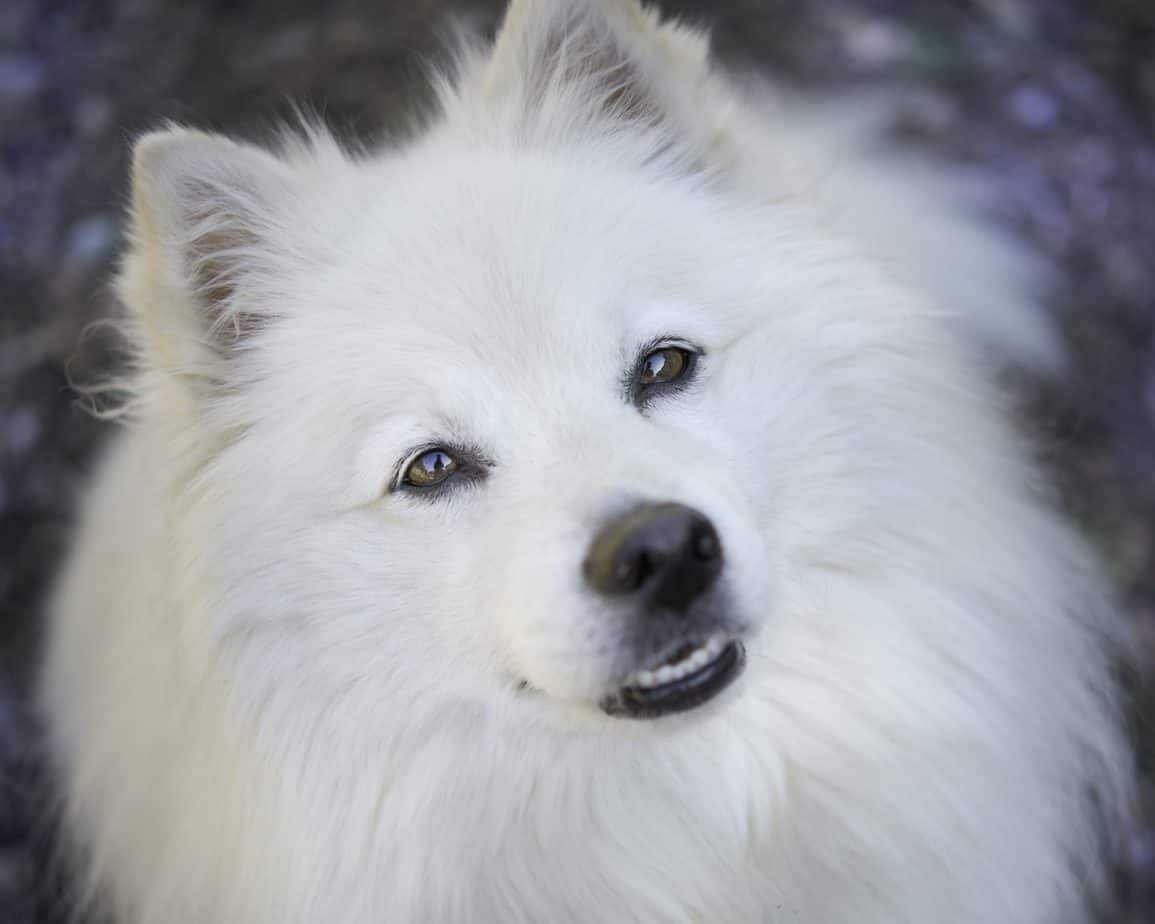 15 White Dogs We Are Totally Obsessed With | Your Dog Advisor