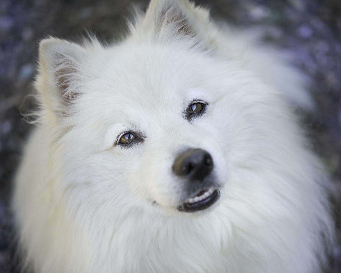 15 White Dogs We Are Totally Obsessed With | Your Dog Advisor