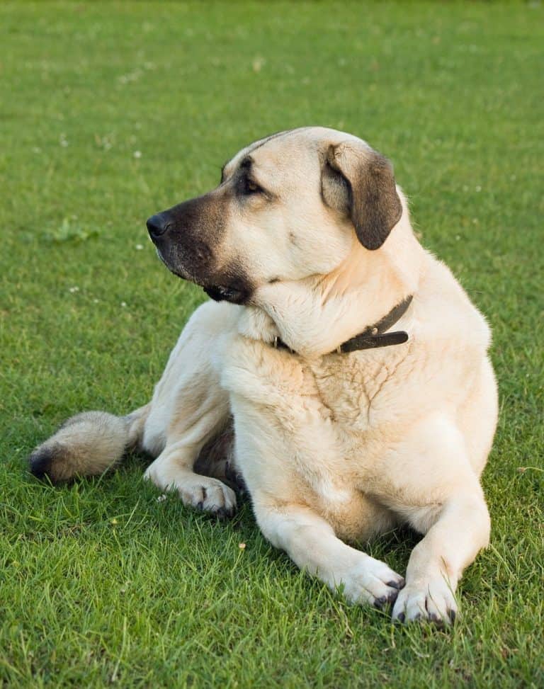 The Kangal Shepherd - Your Ultimate Breed Information Guide | Your Dog ...