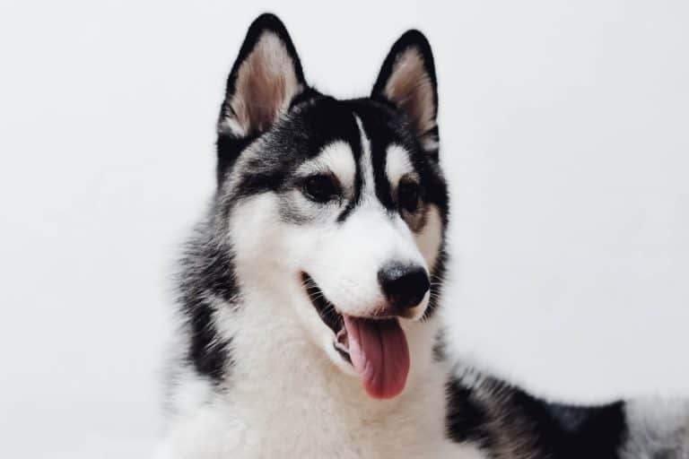 The Alaskan Husky - Your Ultimate Breed Information Guide | Your Dog ...