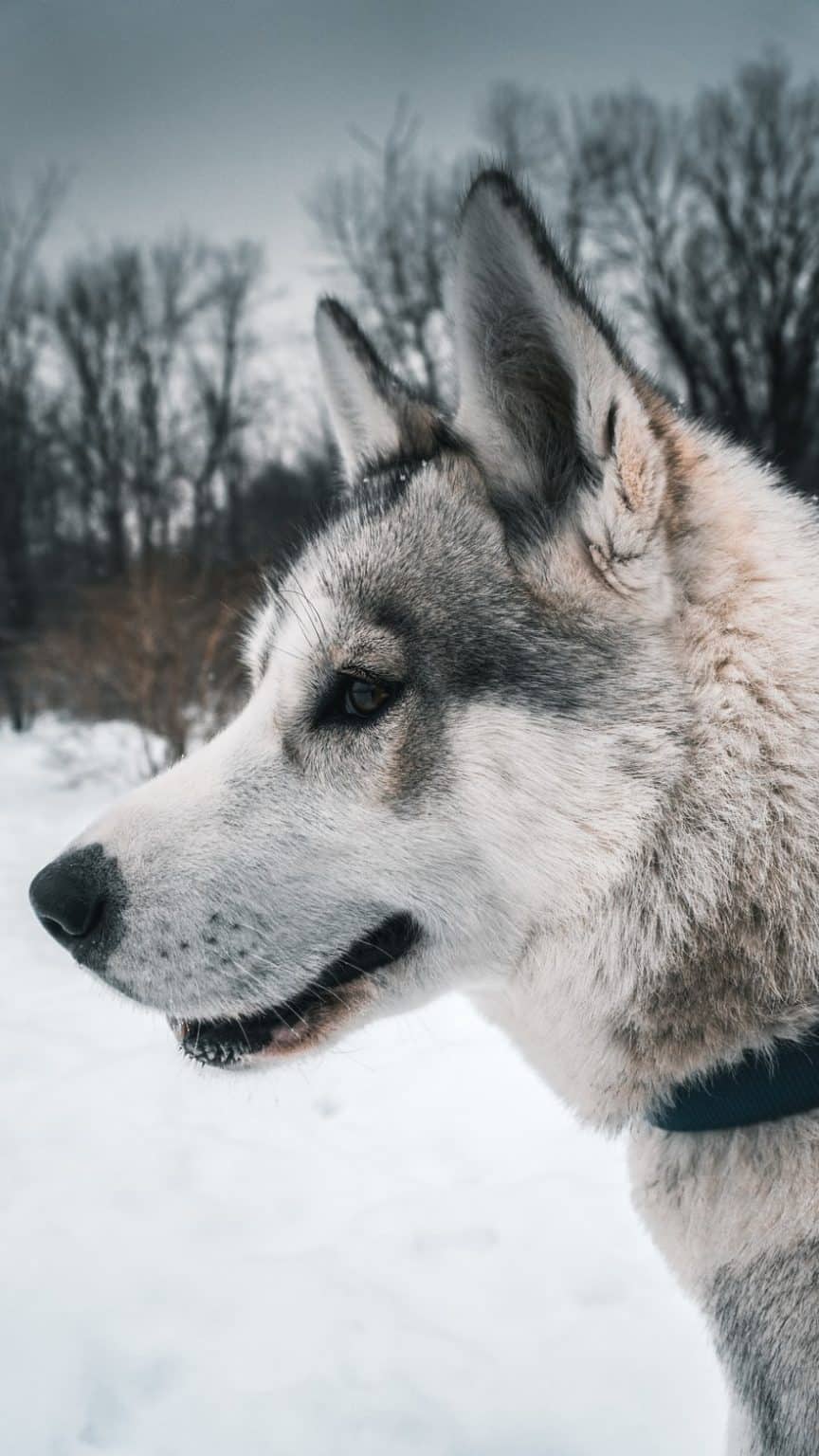 The Alaskan Husky - Your Ultimate Breed Information Guide | Your Dog ...