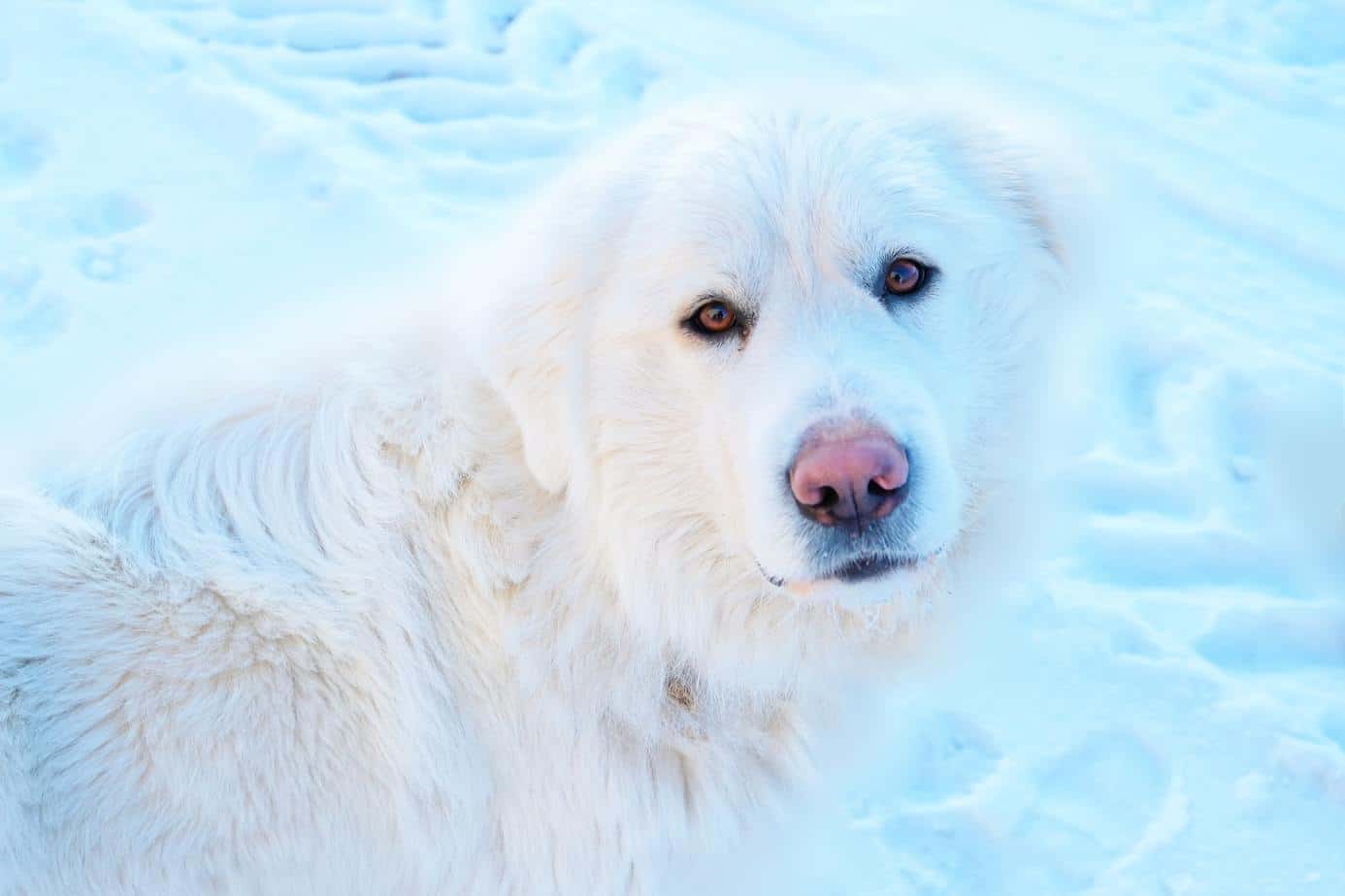 15 White Dogs We Are Totally Obsessed With | Your Dog Advisor