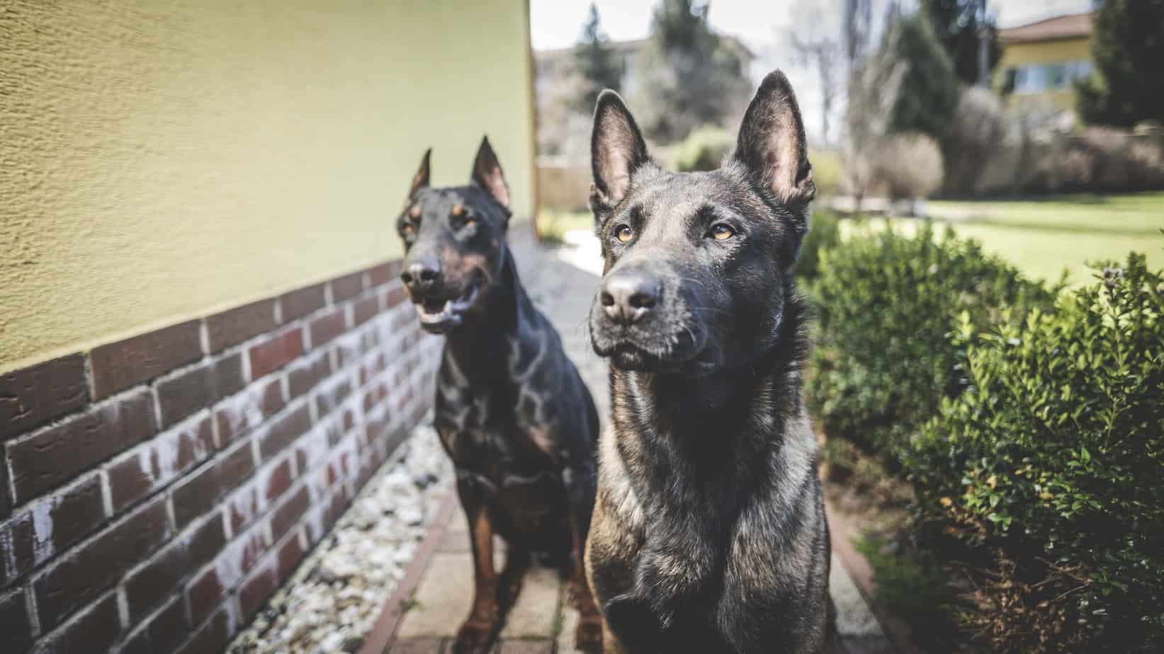 The Canis Panther - An Incredible Mix Worth Learning About | Your Dog ...