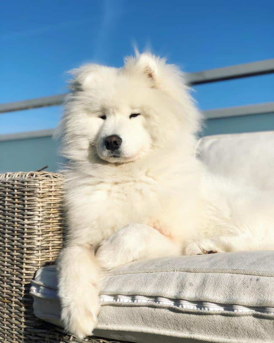 15 White Dogs We Are Totally Obsessed With | Your Dog Advisor