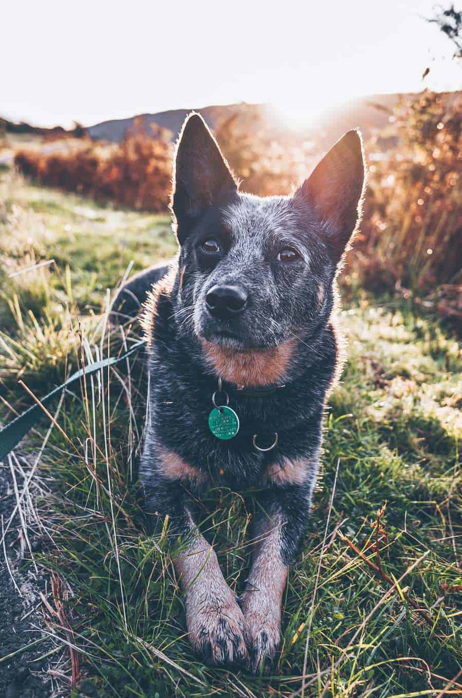 The Blue Heeler - Your Ultimate Breed Information Guide | Your Dog Advisor