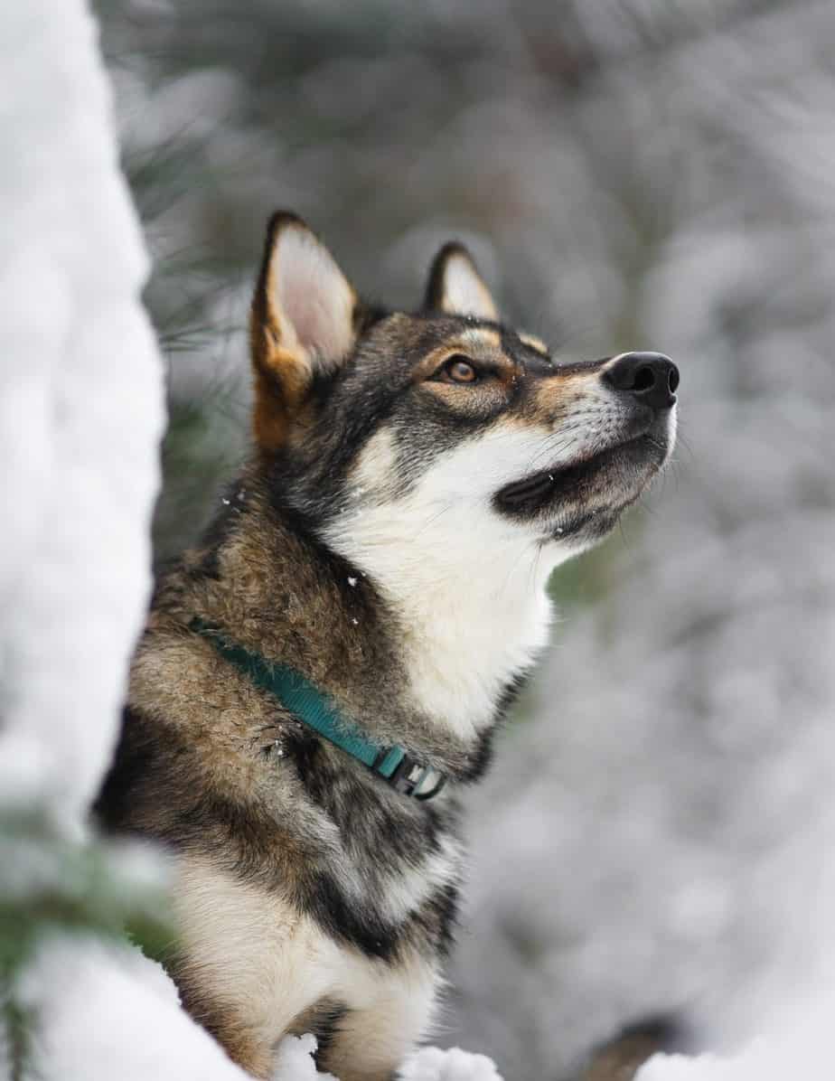The Alaskan Husky - Your Ultimate Breed Information Guide | Your Dog ...