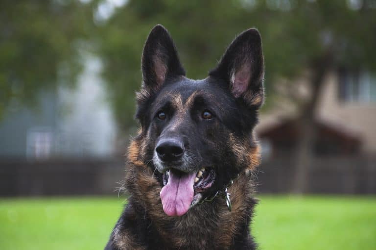 The American Alsatian - Your Ultimate Breed Information Guide | Your ...