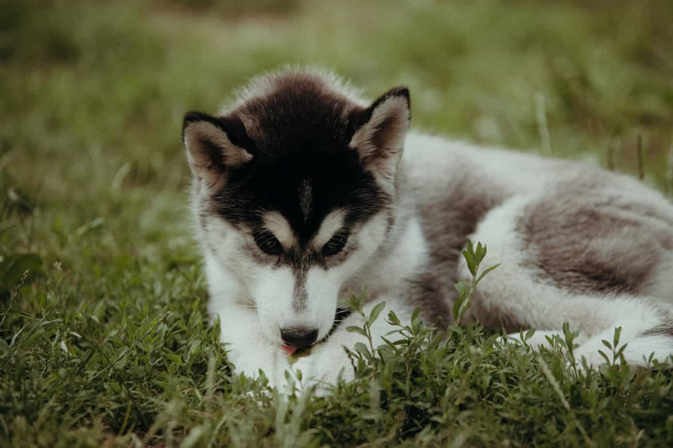 The Mini Husky - Your Ultimate Breed Information Guide | Your Dog Advisor